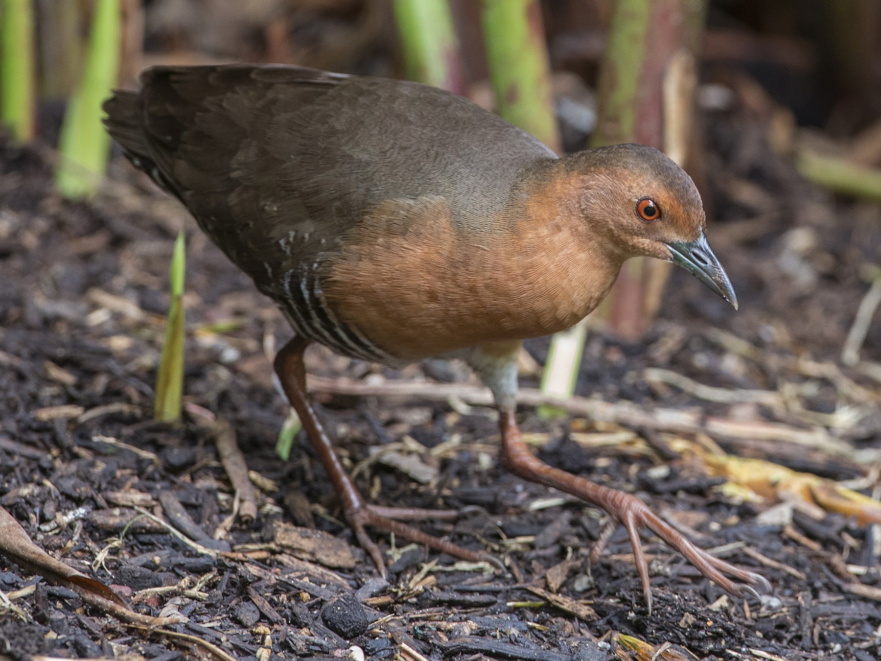 Band-bellied Crake - eBird