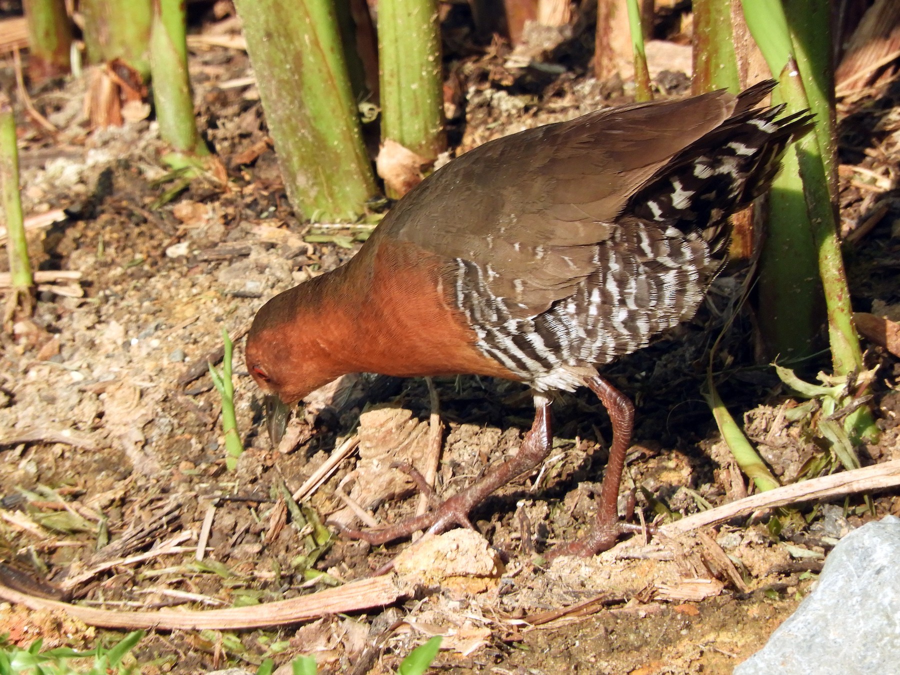 Band-bellied Crake - eBird