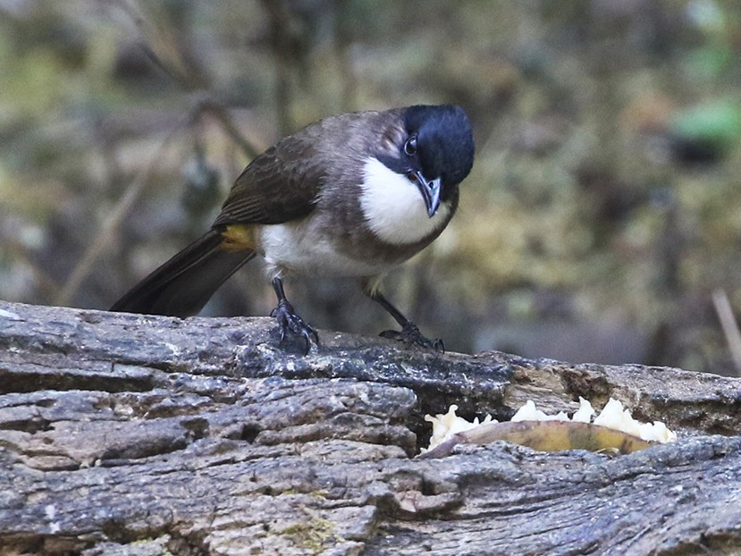 Brown-breasted Bulbul - eBird