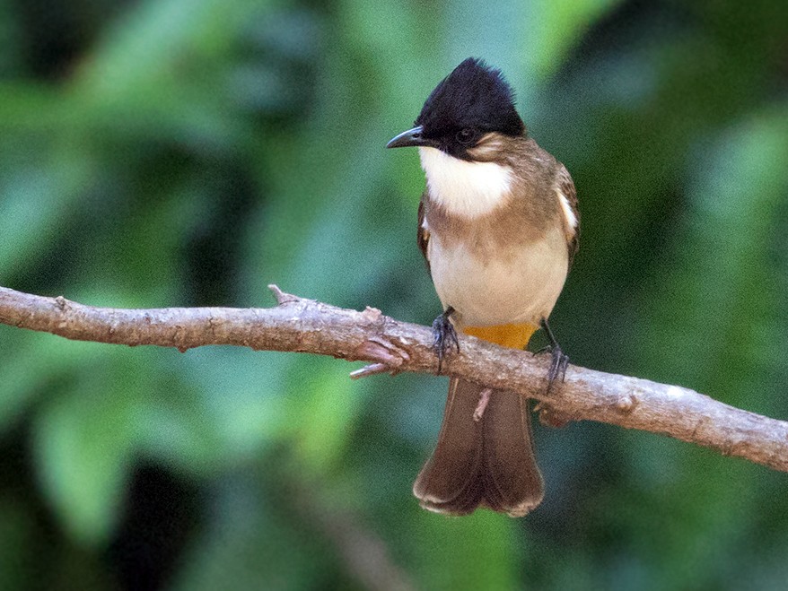 Brown-breasted Bulbul - eBird