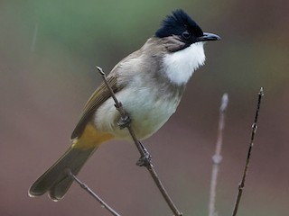 Brown-breasted Bulbul - Pycnonotus xanthorrhous - Birds of the World