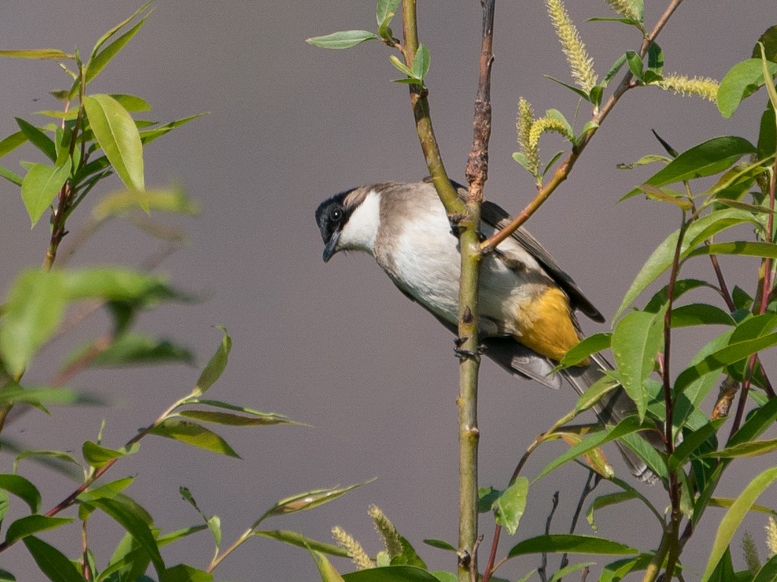 Brown-breasted Bulbul - eBird
