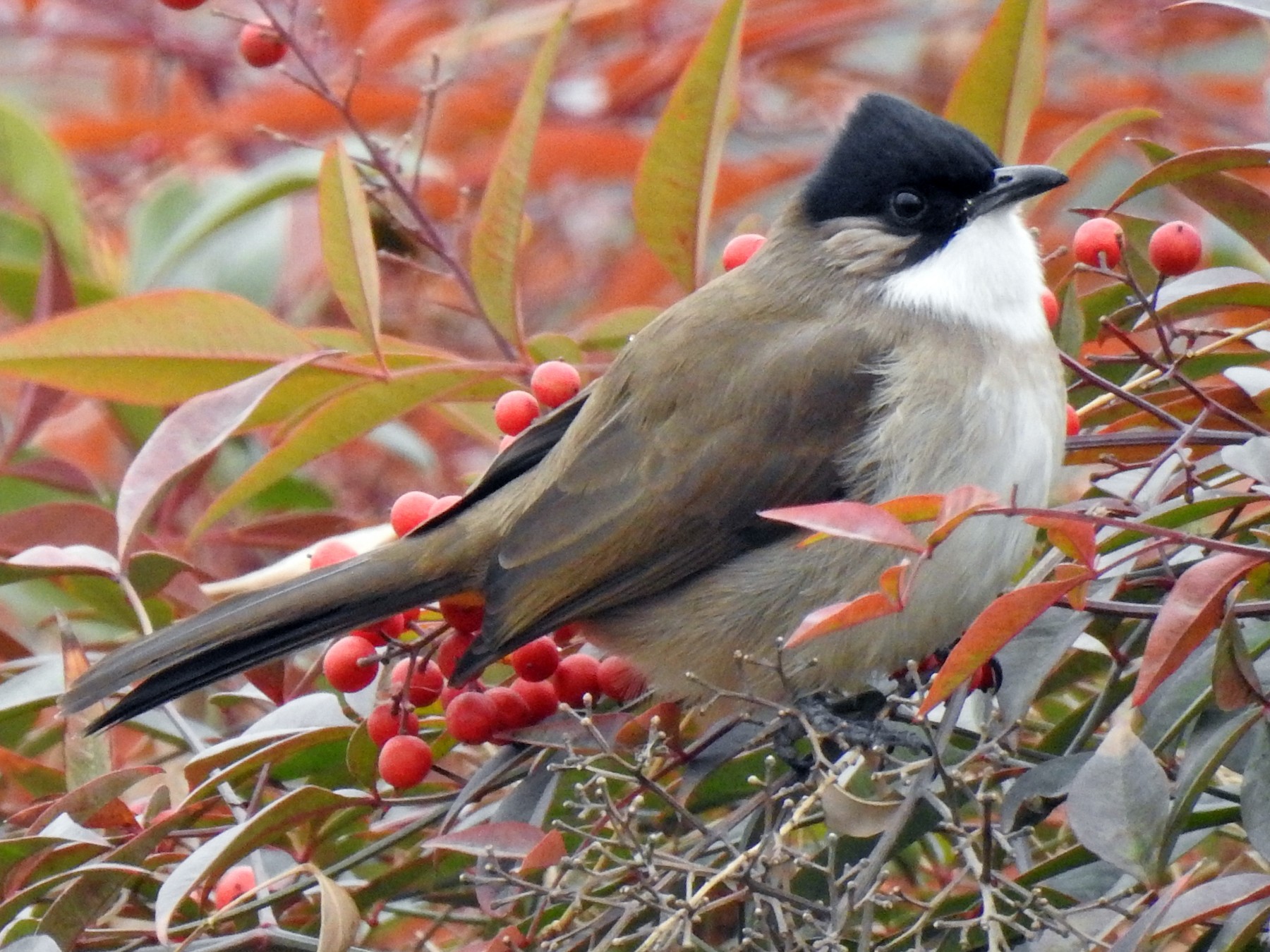 Brown-breasted Bulbul - eBird