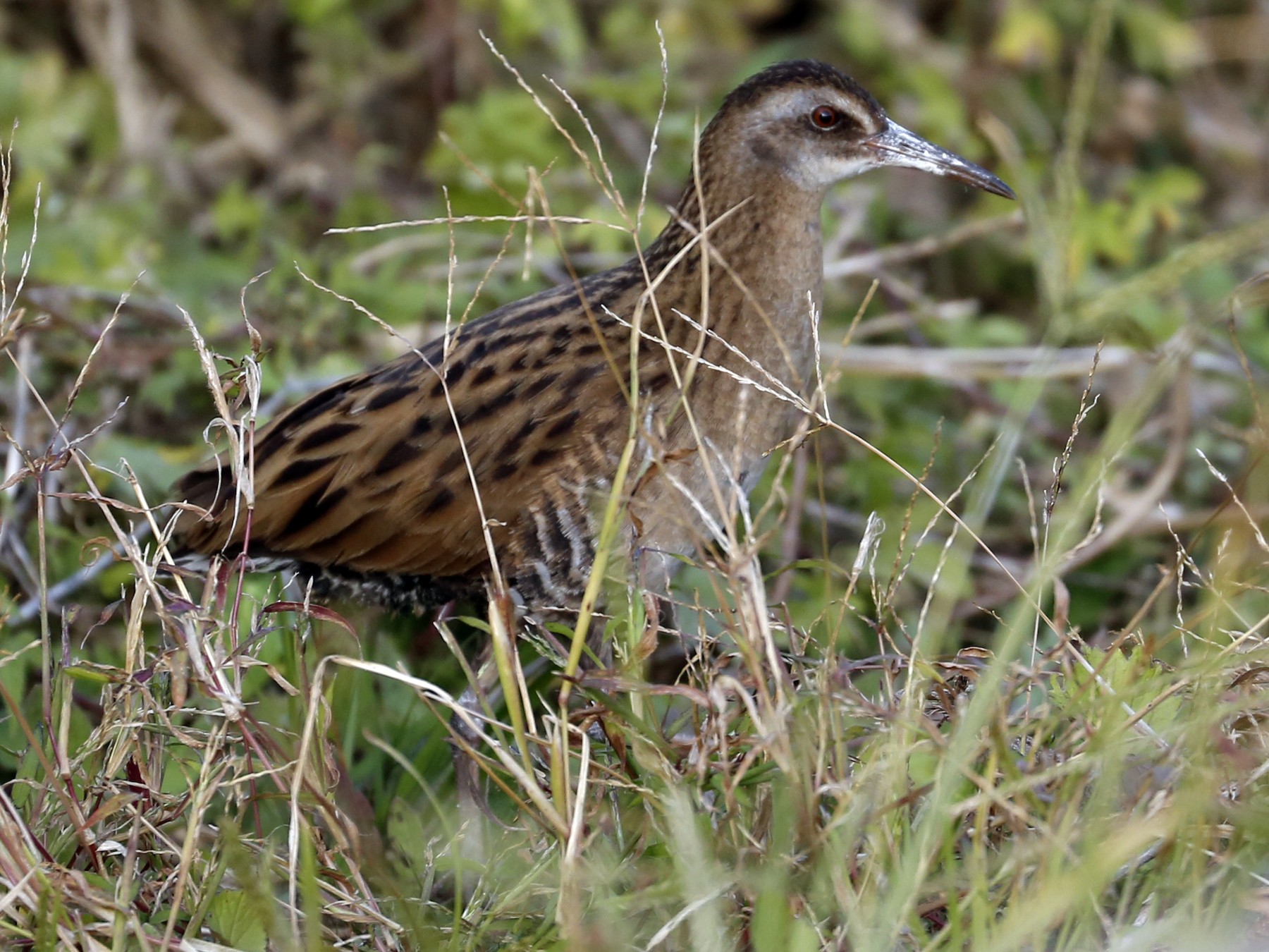 Brown-cheeked Rail - eBird