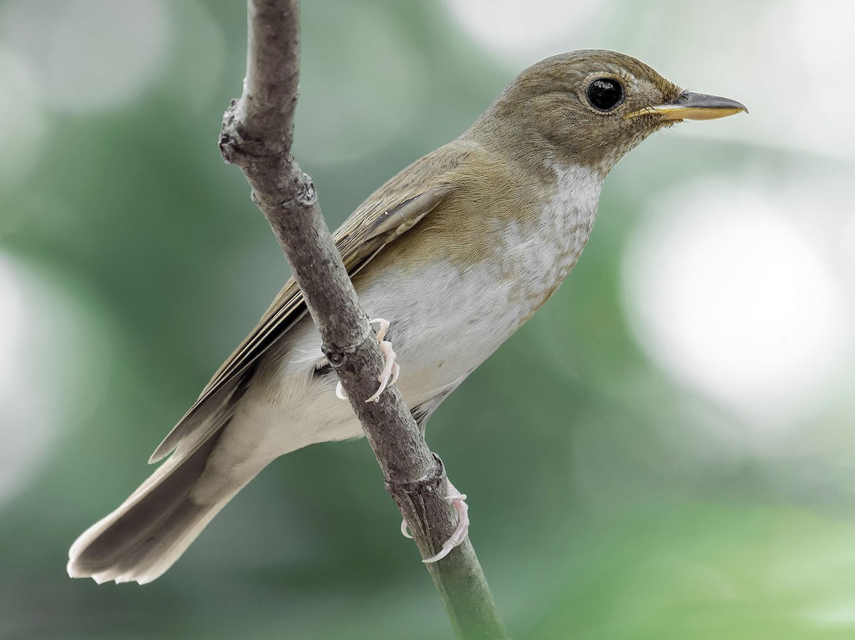 Brown-chested Jungle Flycatcher - Cyornis brunneatus - Birds of the World