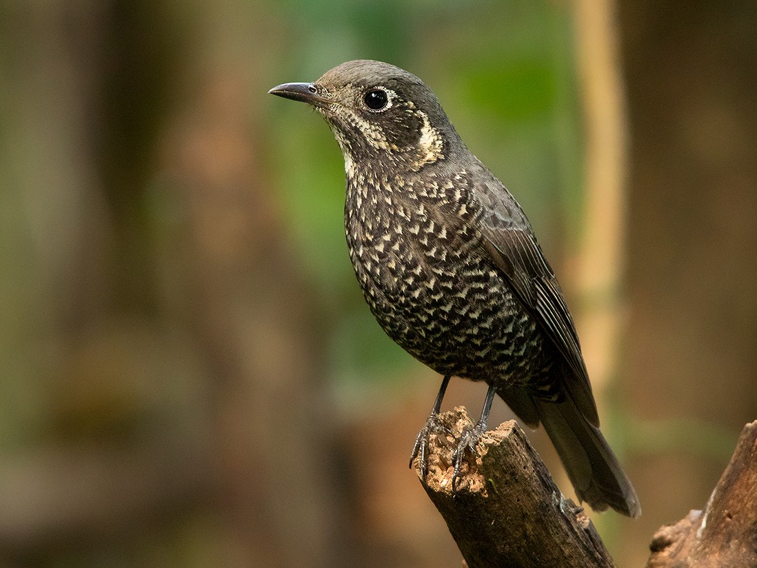 Chestnut-bellied Rock-Thrush - eBird