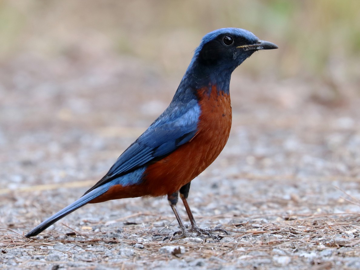 Chestnut-bellied Rock-Thrush - eBird