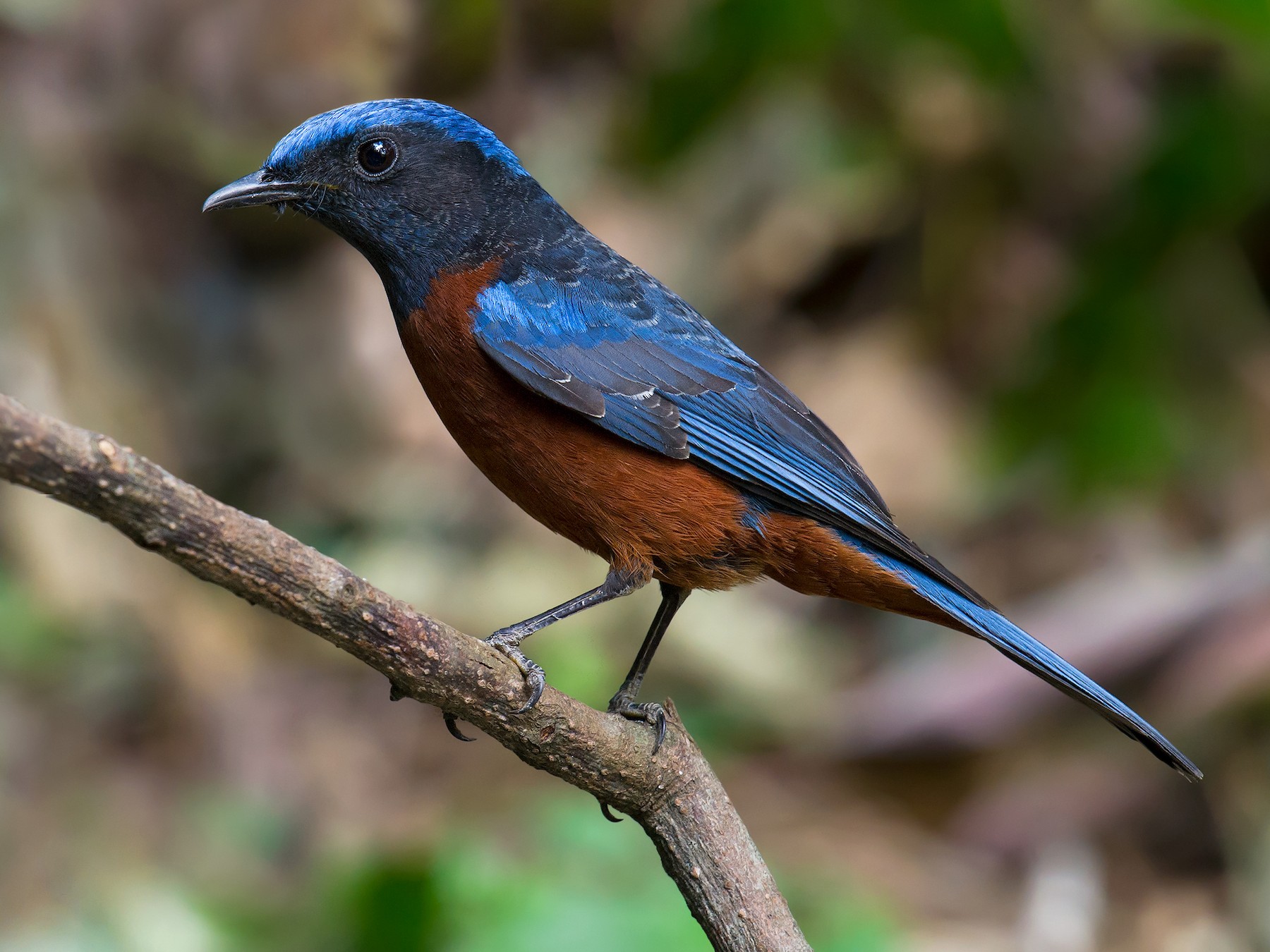 Chestnut-bellied Rock-Thrush - eBird