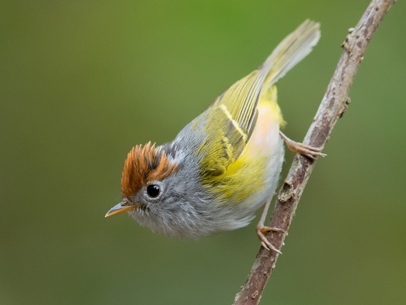 Chestnut-crowned Warbler - eBird