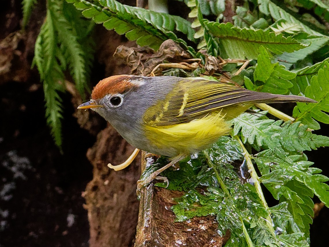 Chestnut-crowned Warbler - eBird