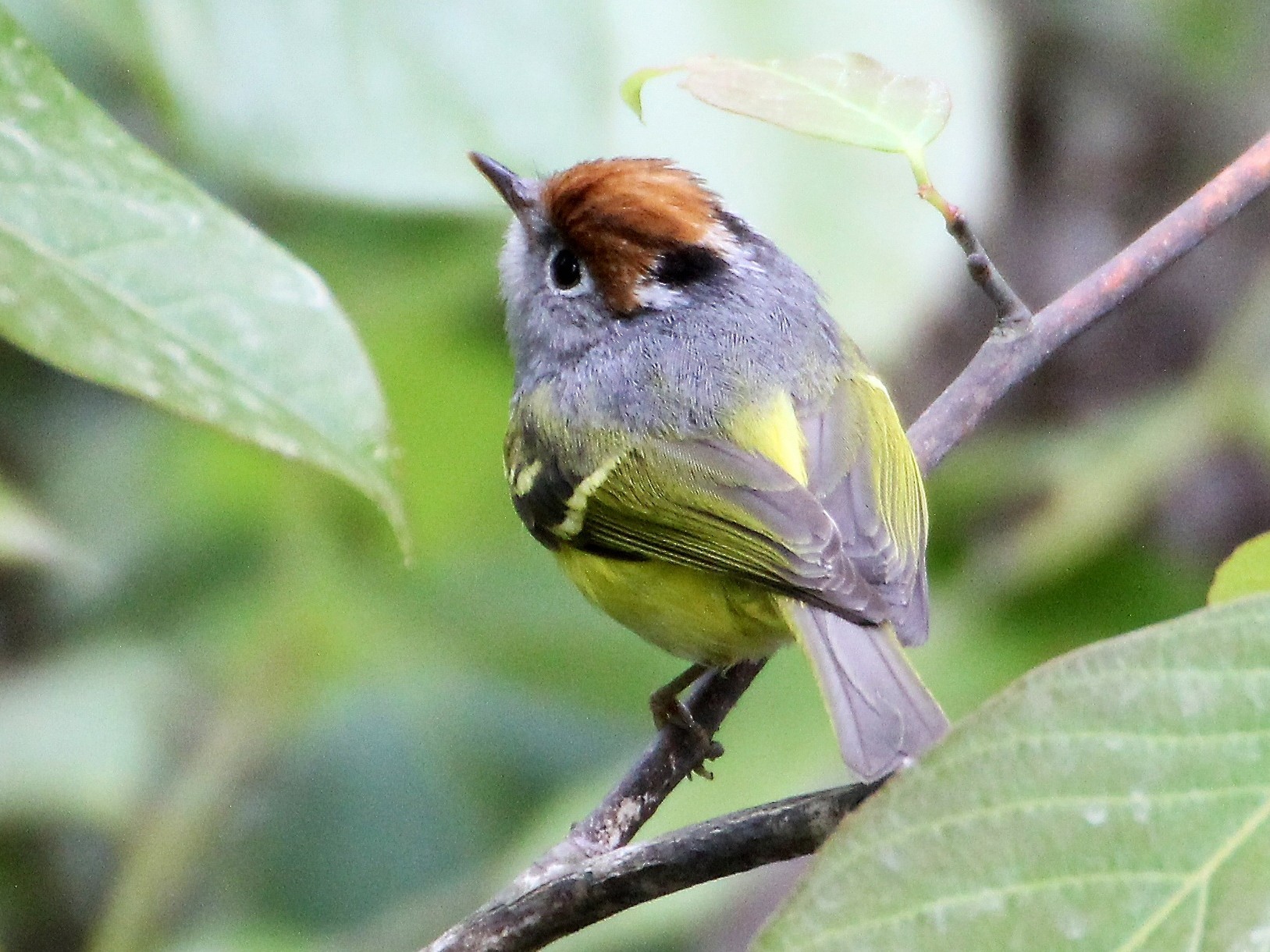 Chestnut-crowned Warbler - eBird