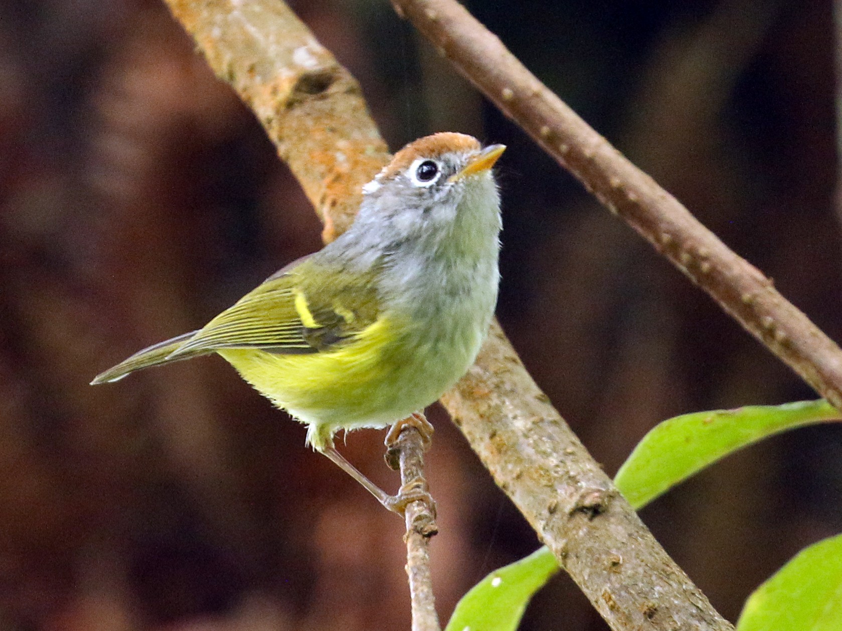 Chestnut-crowned Warbler - eBird