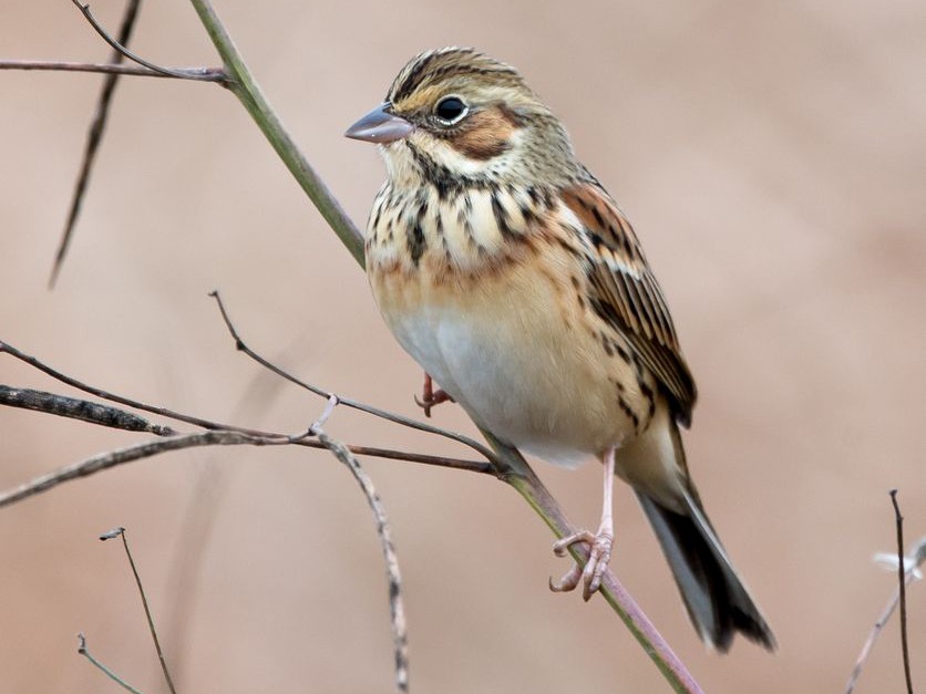 Chestnut-eared Bunting - eBird
