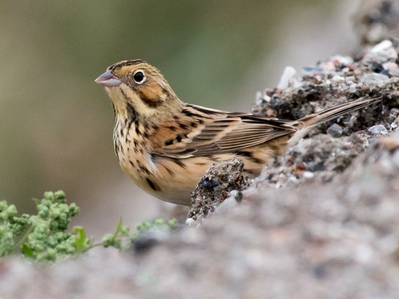 Chestnut-eared Bunting - eBird