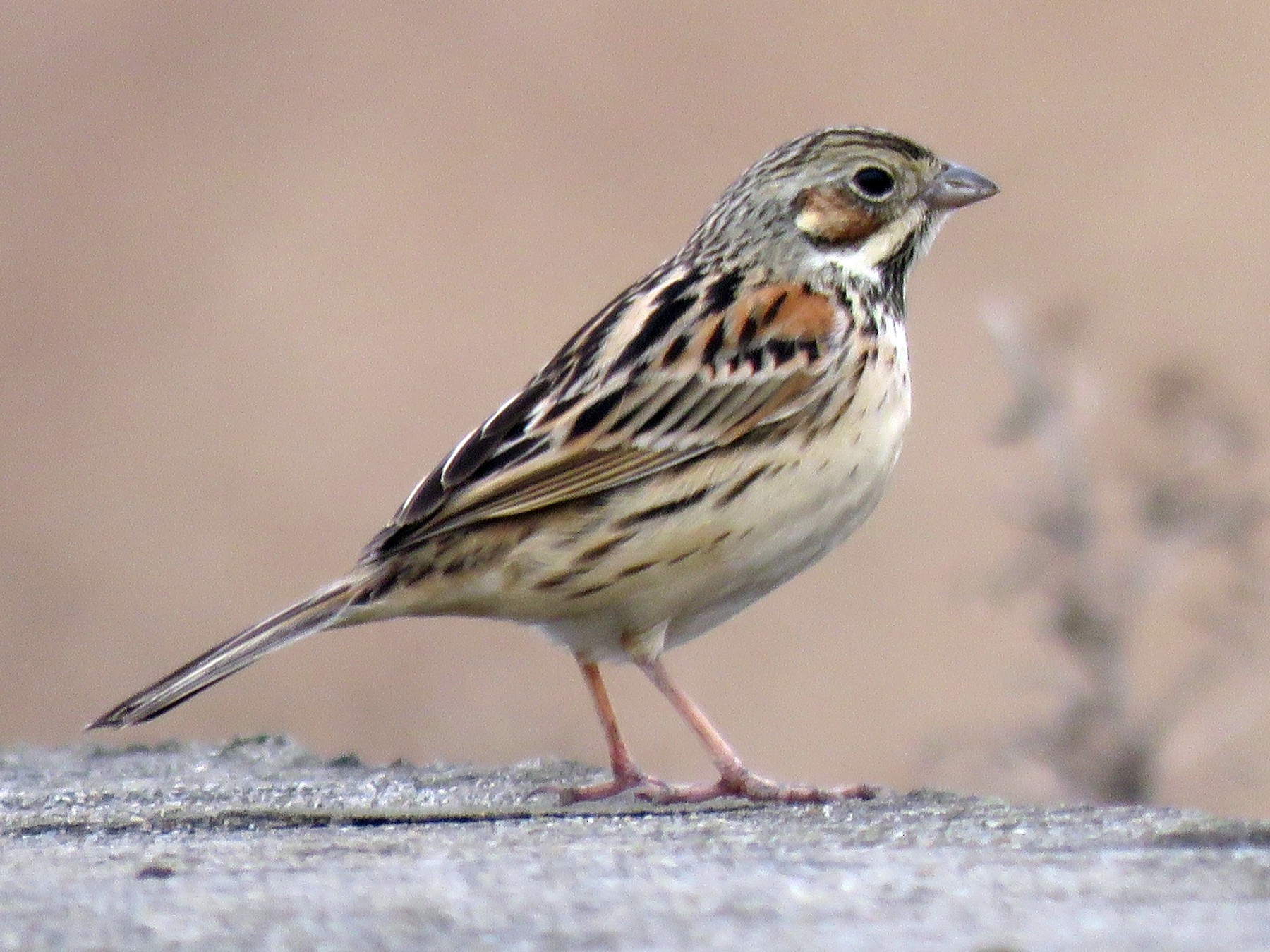 Chestnut-eared Bunting - eBird