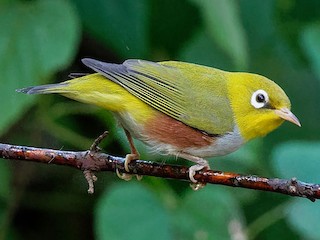 Chestnut-flanked White-eye - Zosterops erythropleurus - Birds of the World
