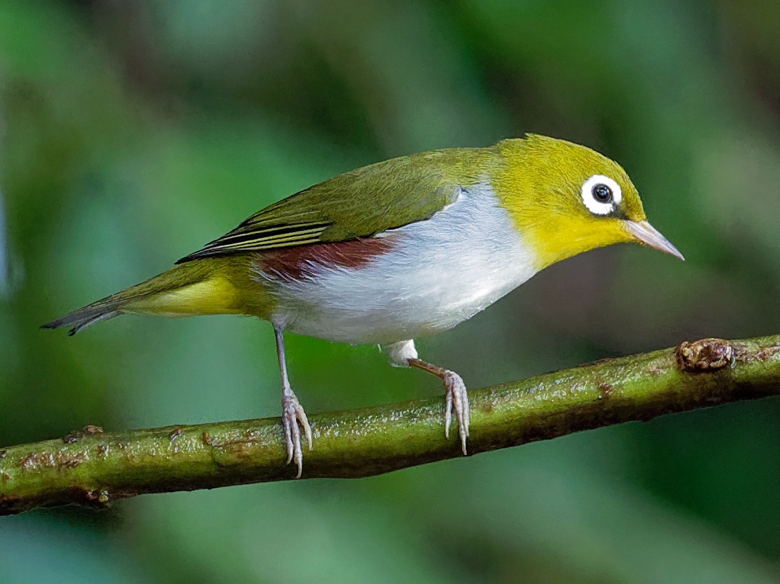 Chestnut-flanked White-eye - eBird