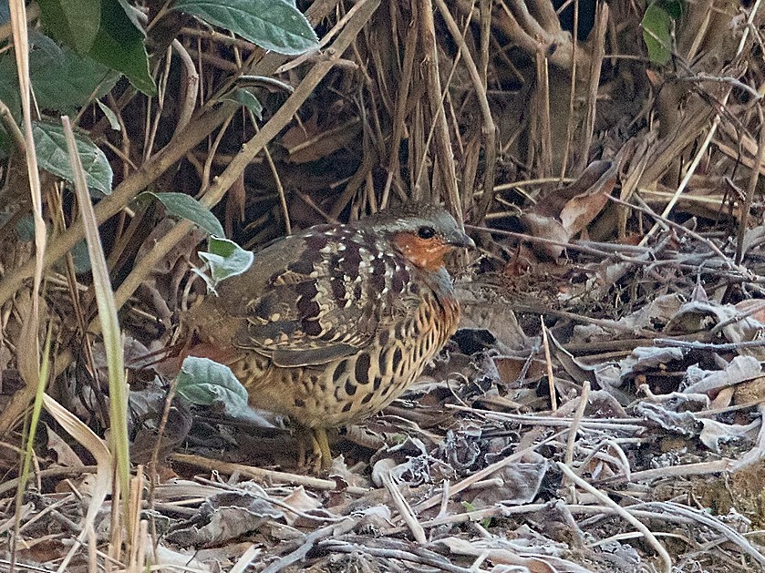 Chinese Bamboo-Partridge - eBird