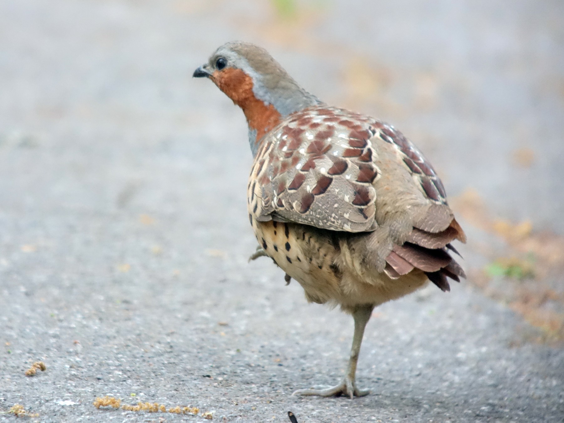 Chinese Bamboo-Partridge - eBird