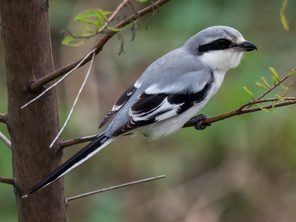Chinese Gray Shrike - eBird