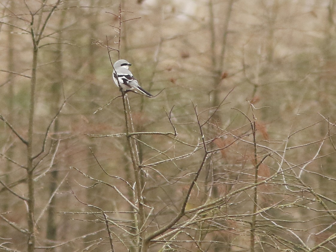 Chinese Gray Shrike - eBird