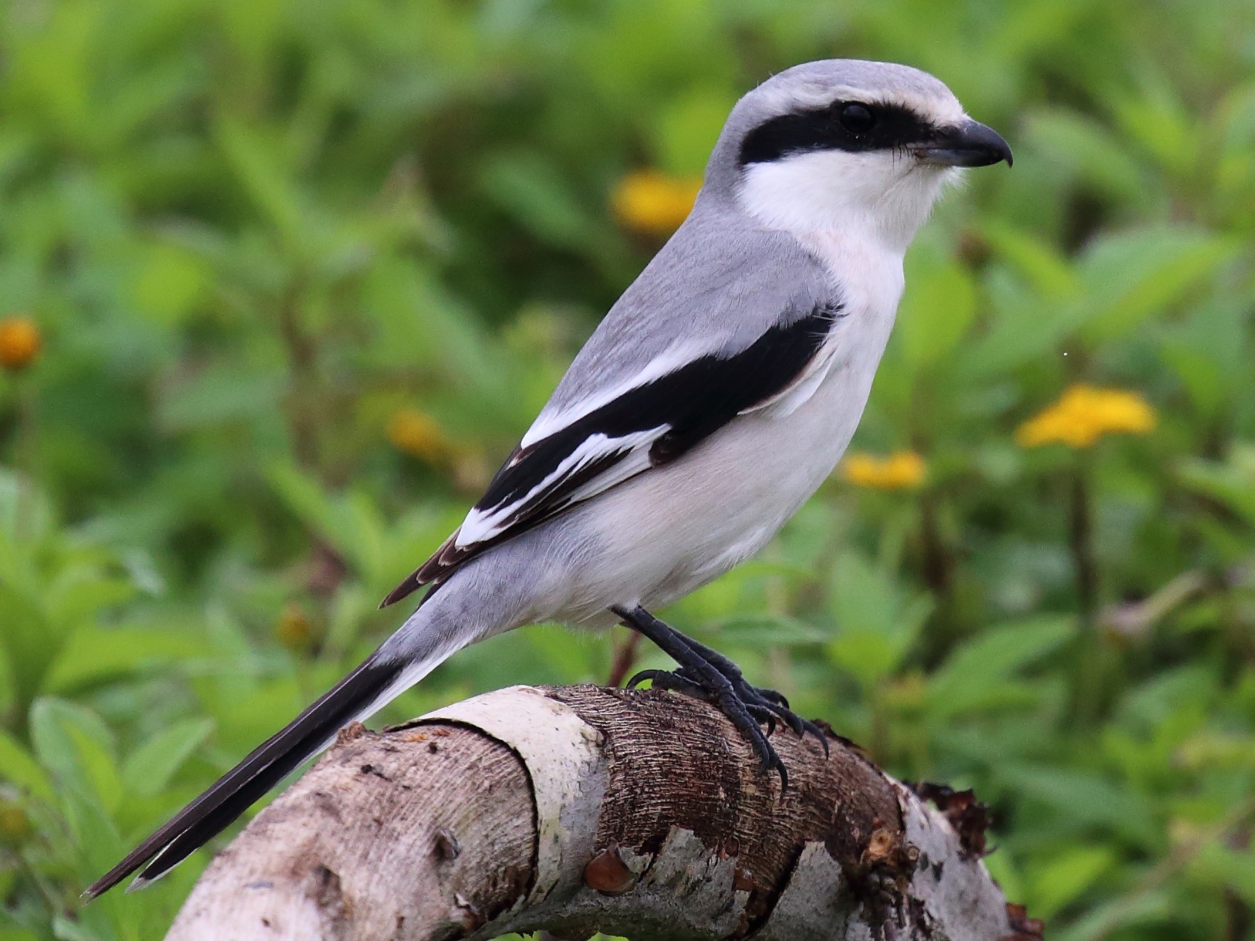 Chinese Gray/Giant Shrike - eBird