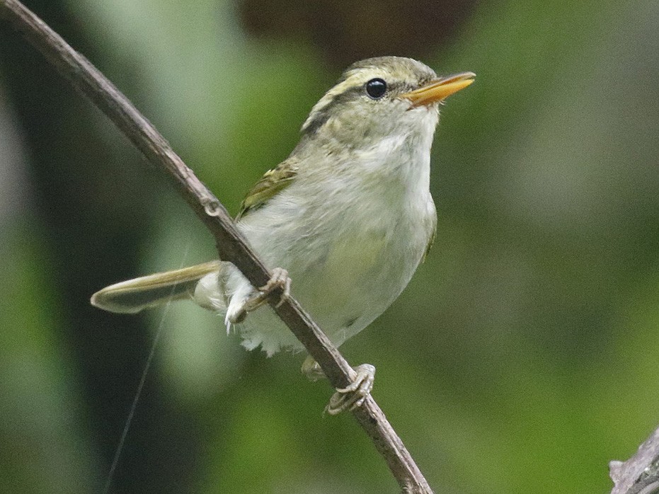 Claudia's Leaf Warbler - eBird
