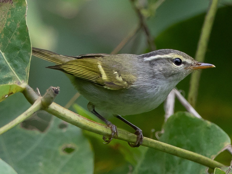 Claudia's Leaf Warbler - eBird