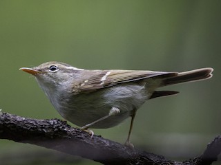 Claudia's Leaf Warbler - eBird