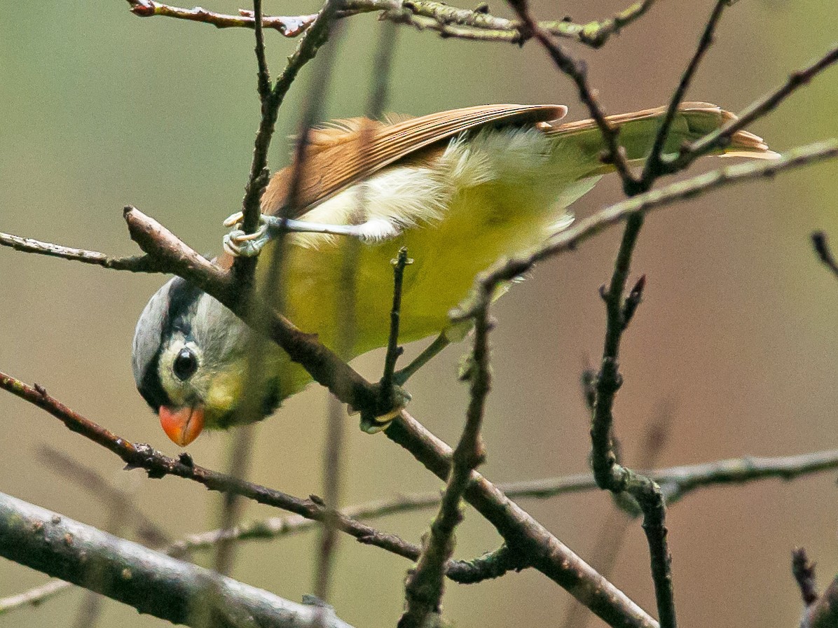 Gray-headed Parrotbill - eBird