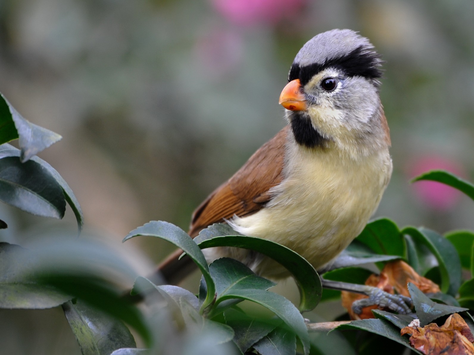 Grey-headed Parrotbill - eBird