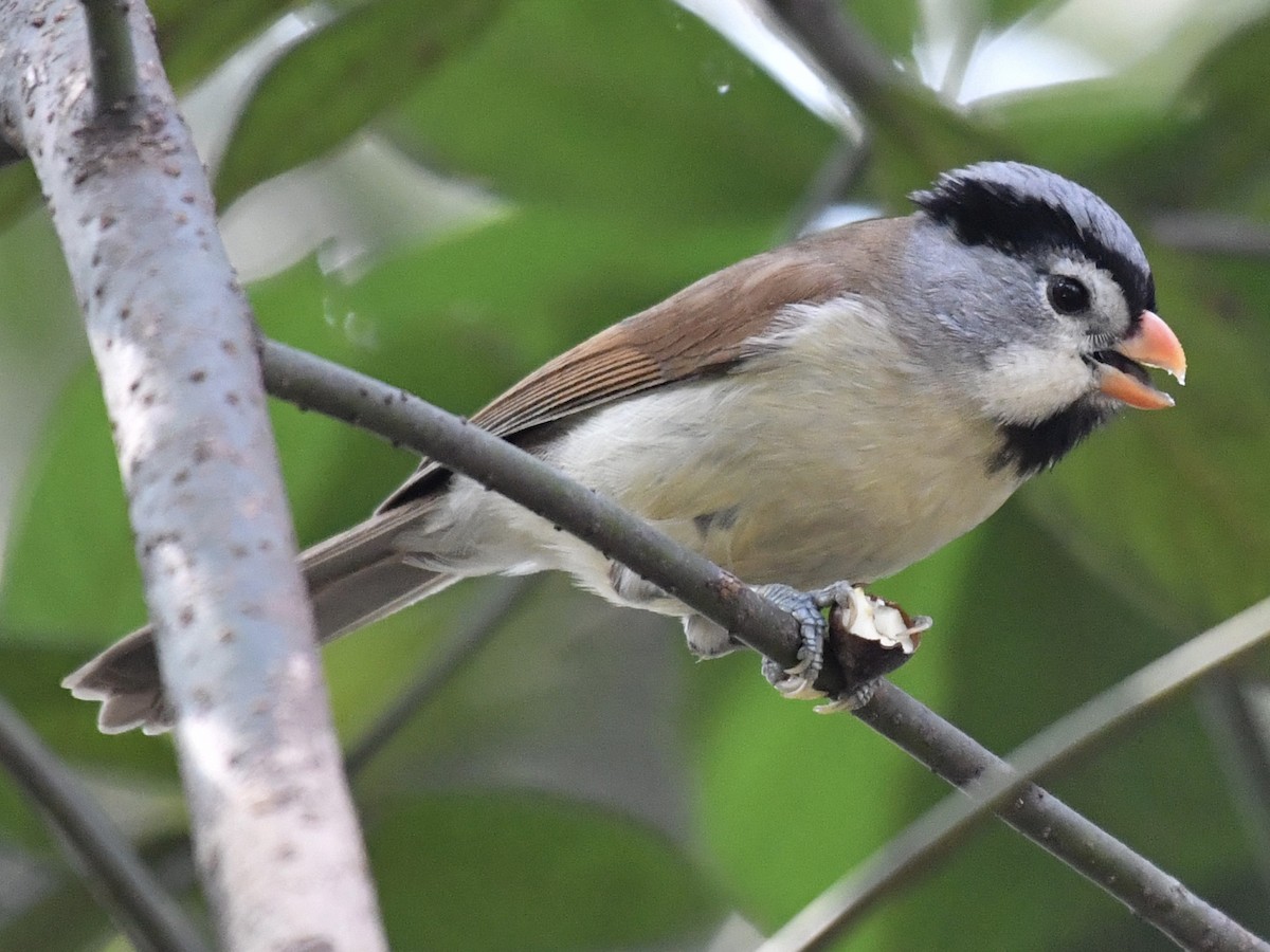 Gray-headed Parrotbill - Paradoxornis gularis - Birds of the World