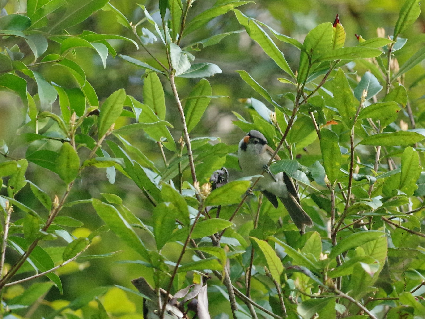 Grey-headed Parrotbill - eBird