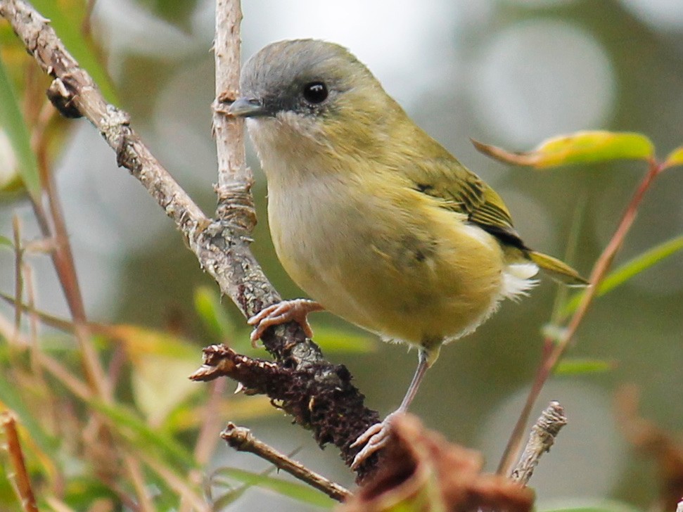 Green Shrike-Babbler - eBird