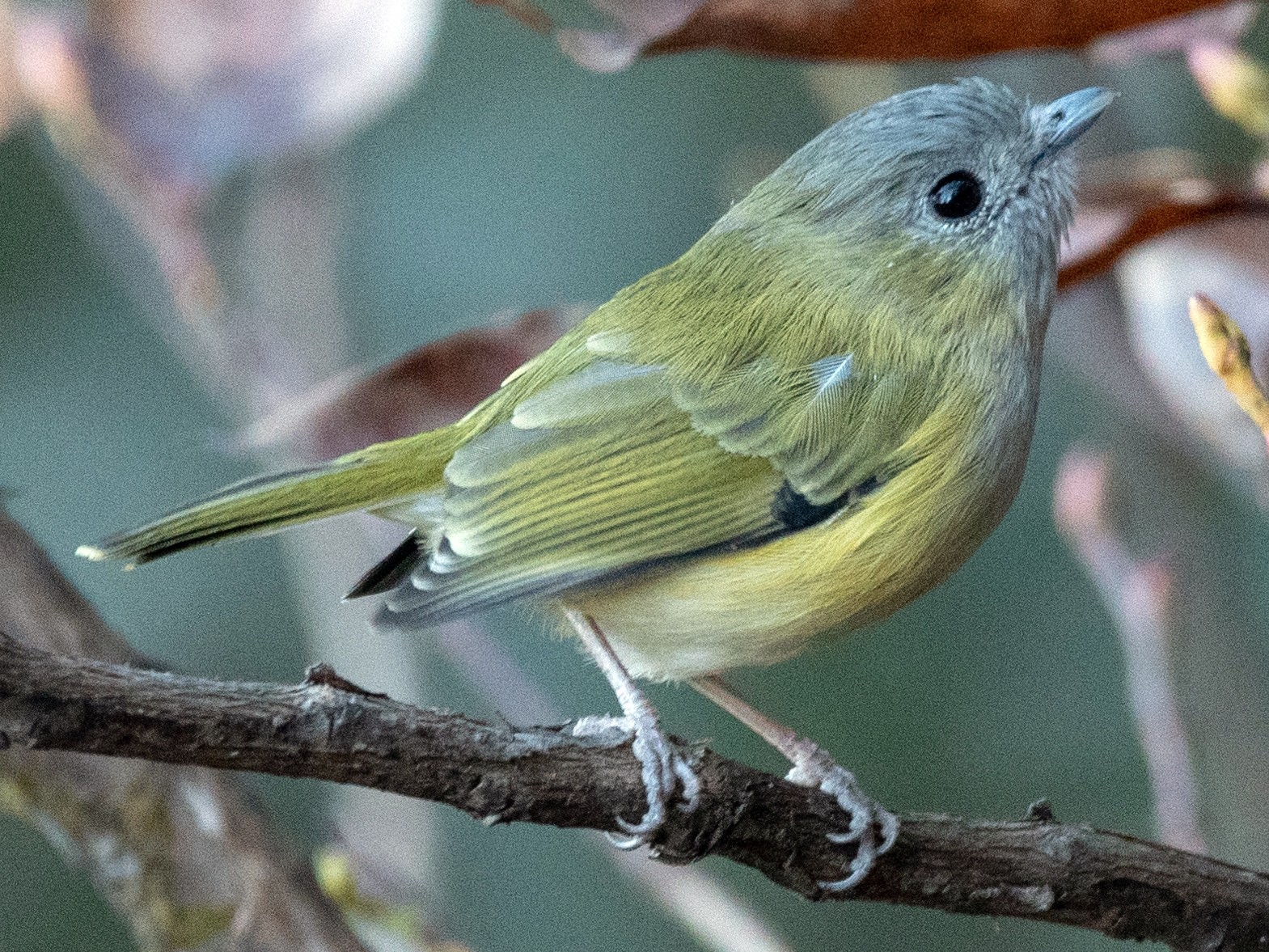 Green Shrike-Babbler - eBird