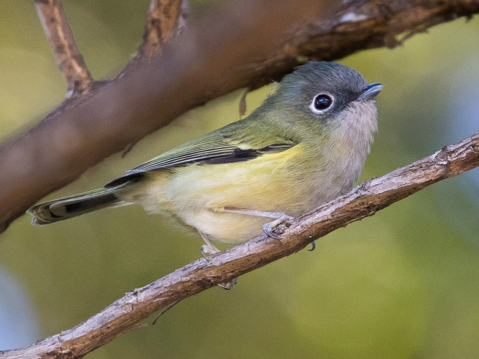 Green Shrike-Babbler - eBird