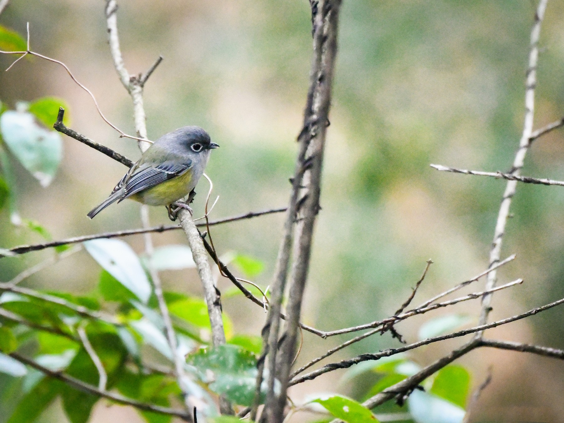 Green Shrike-Babbler - eBird