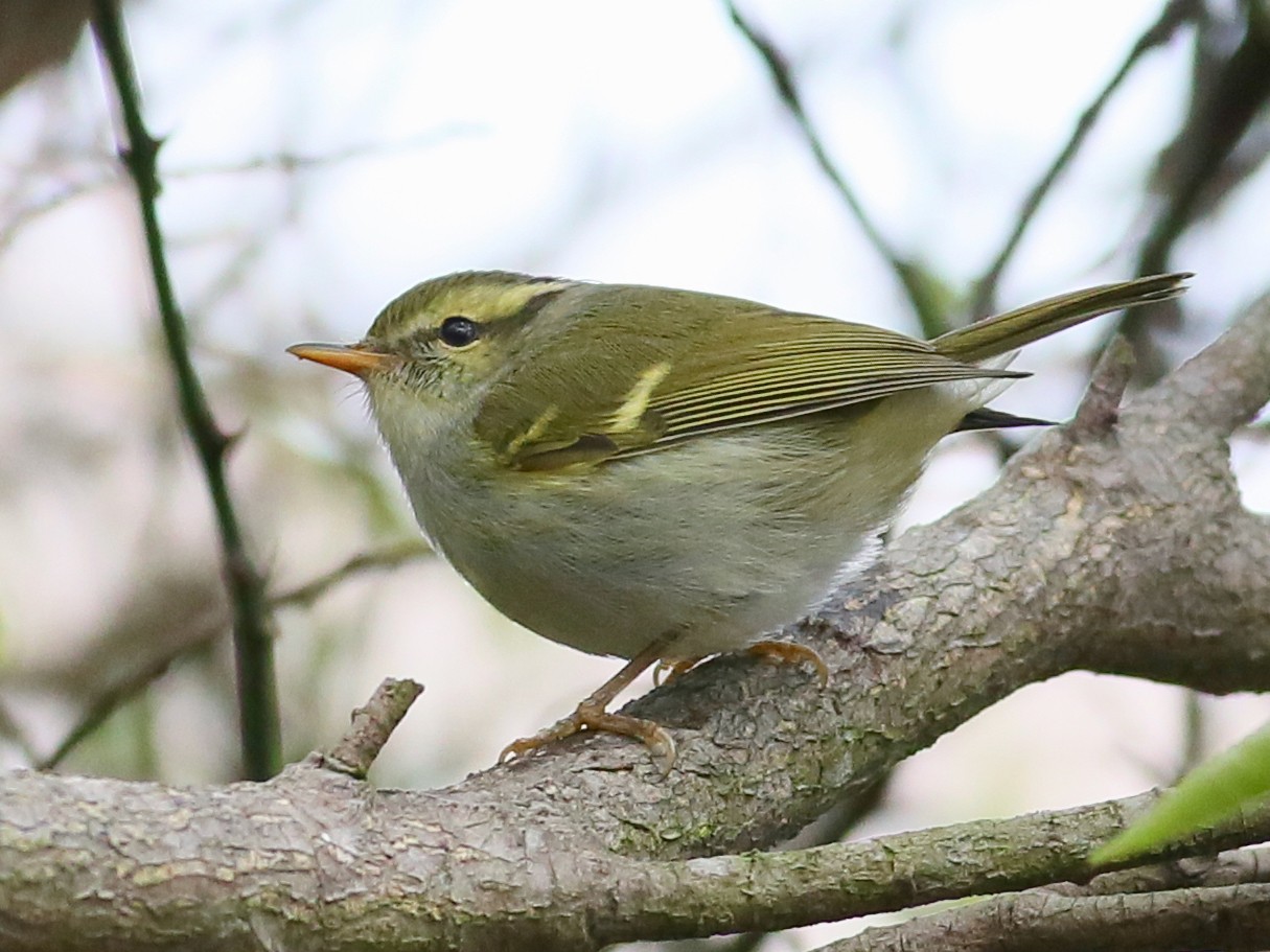 Hartert's Leaf Warbler - eBird