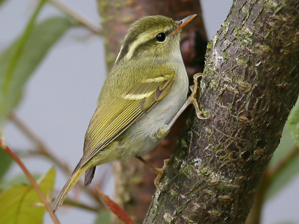 Hartert's Leaf Warbler - eBird