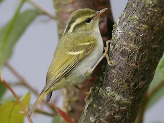 Hartert's Leaf Warbler - Phylloscopus goodsoni - Birds of the World