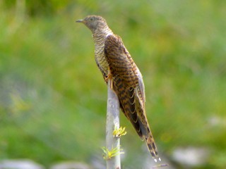 Himalayan Cuckoo - eBird