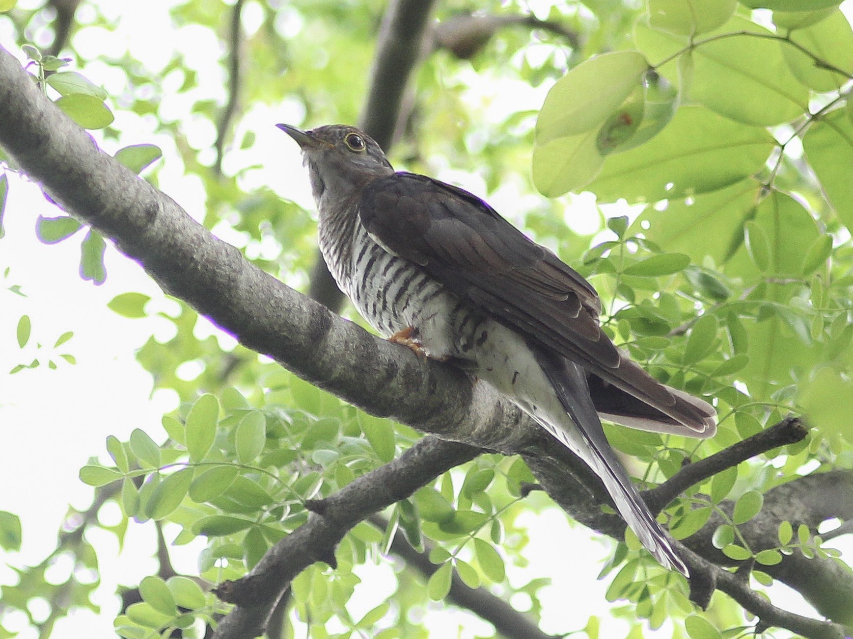 Himalayan Cuckoo - eBird