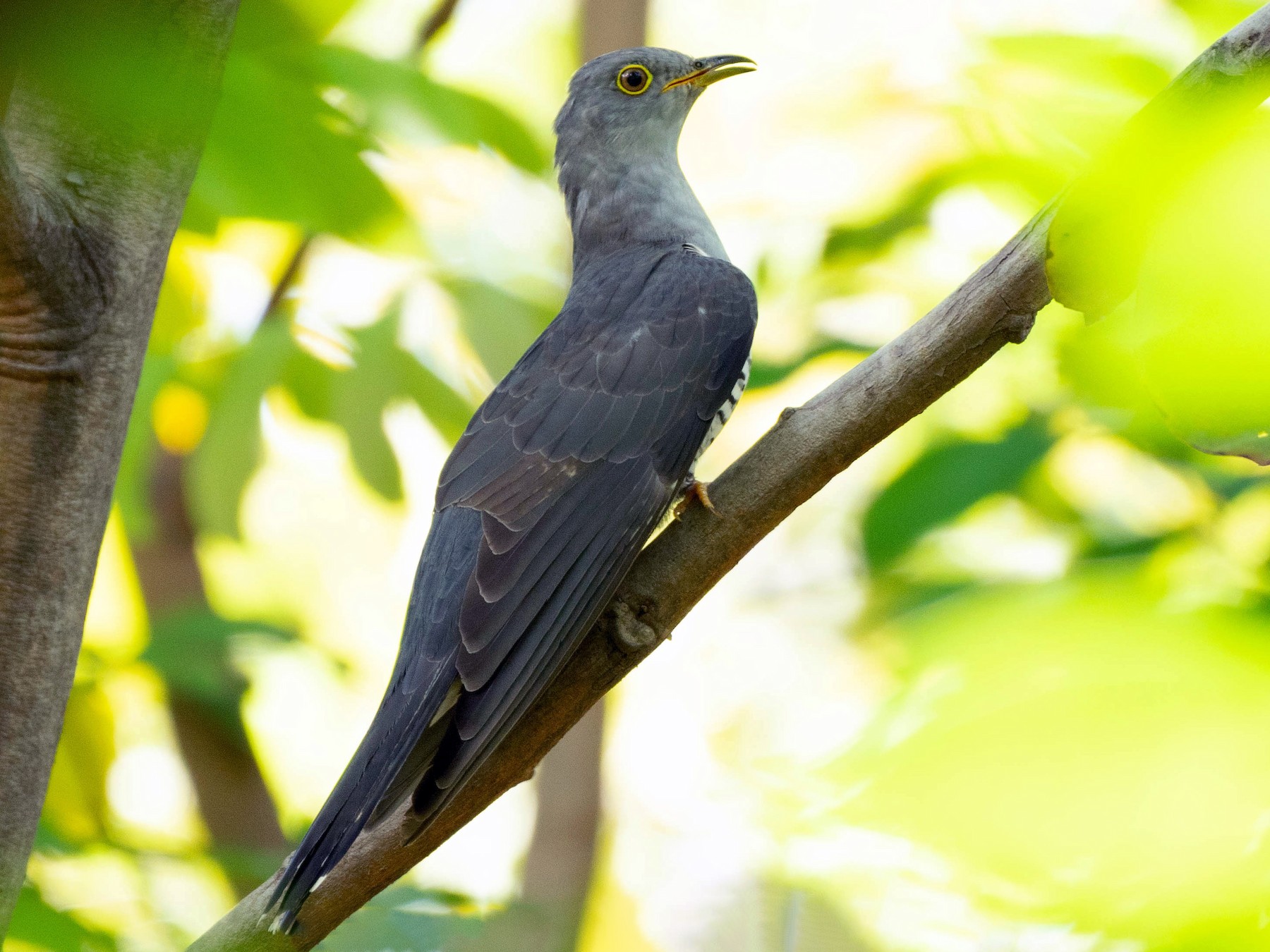 Himalayan Cuckoo - eBird