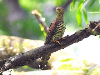 Himalayan Cuckoo - eBird