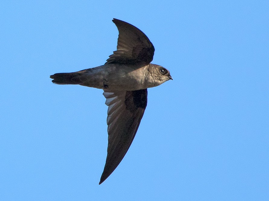 Himalayan Swiftlet - eBird
