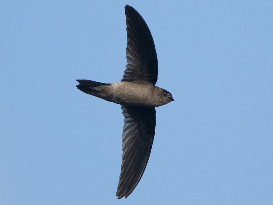 Himalayan Swiftlet - eBird