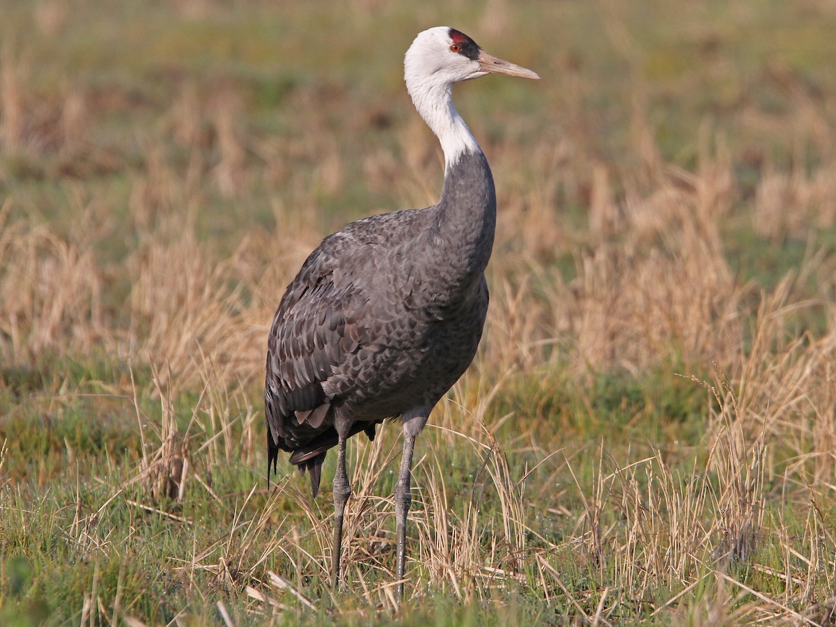 Hooded Crane - Grus monacha - Birds of the World