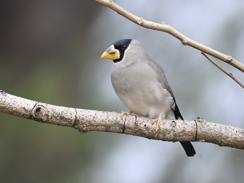 Japanese Grosbeak - eBird