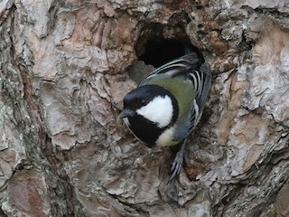Asian Tit - eBird