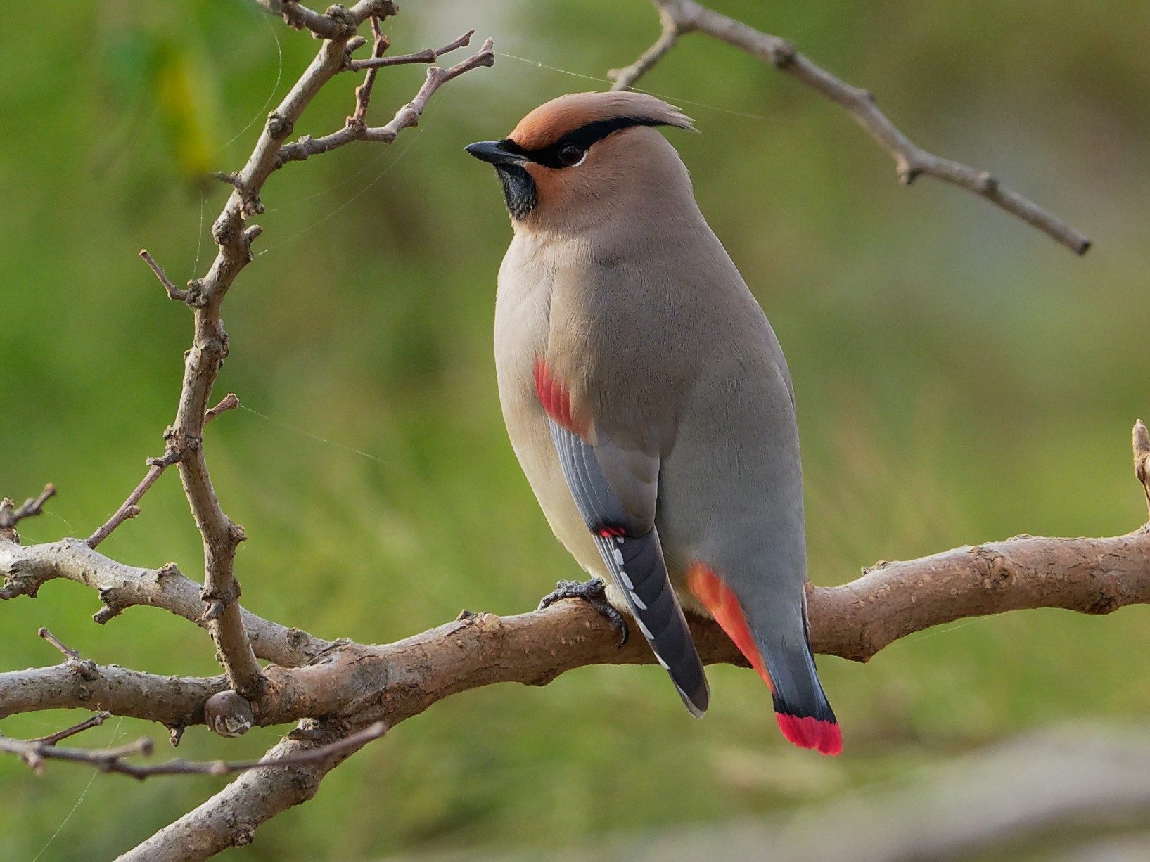 Japanese Waxwing - eBird